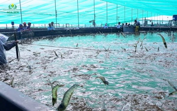 Giá tôm hôm nay ngày 07/02/2025 - Dự báo sắp tới